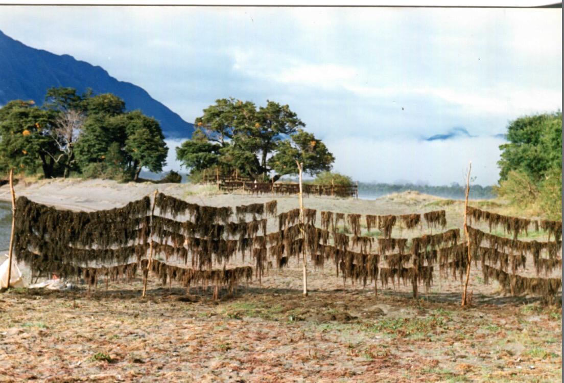 La alga Pelillo, el oro de las costas sur australes - Radio del Mar ...