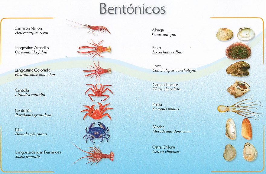 Ley Bentónica protege a los refugios marinos - Radio del Mar | Radio ...