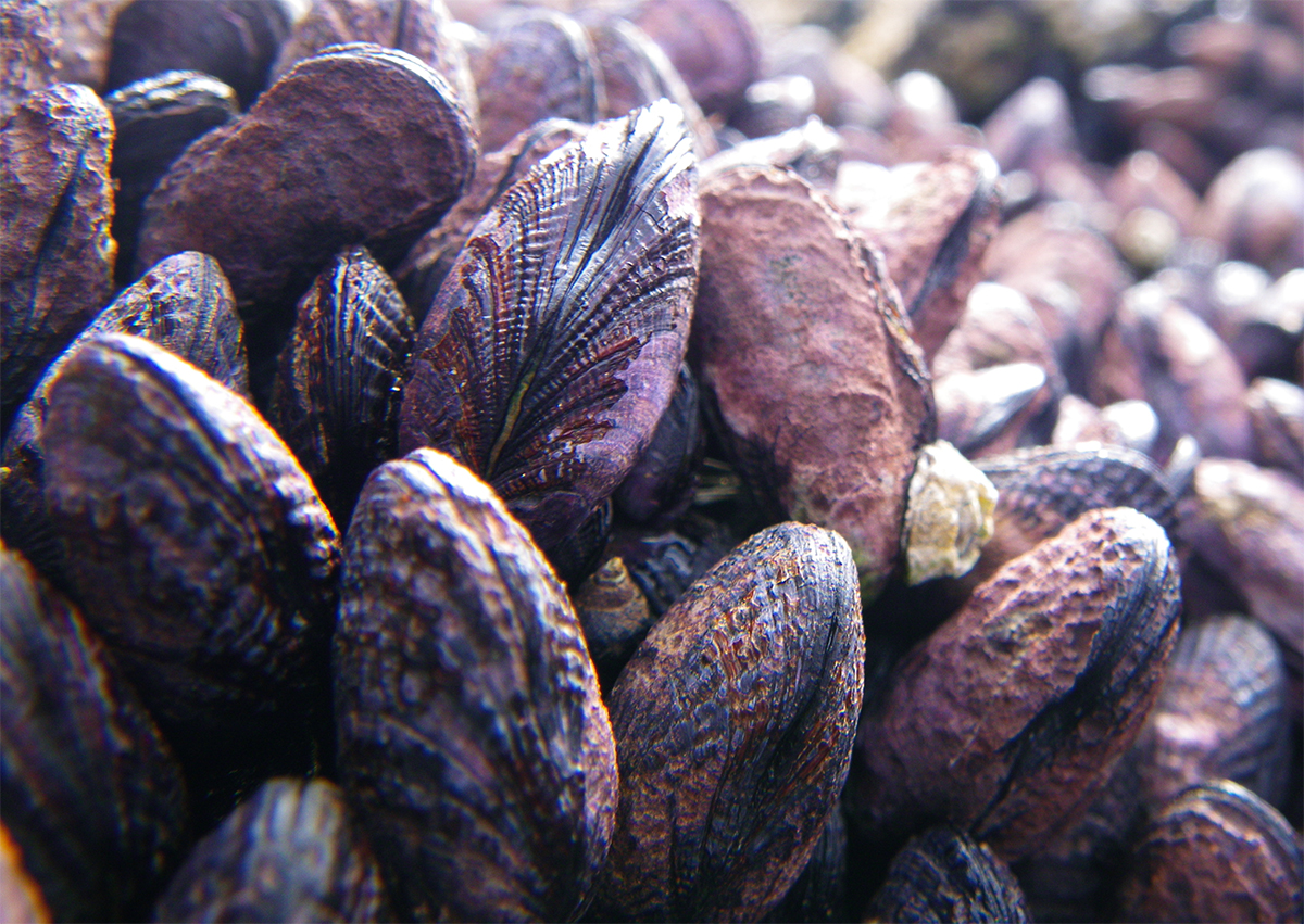 Estudio destaca rol clave del chorito negro en los ecosistemas marinos ...